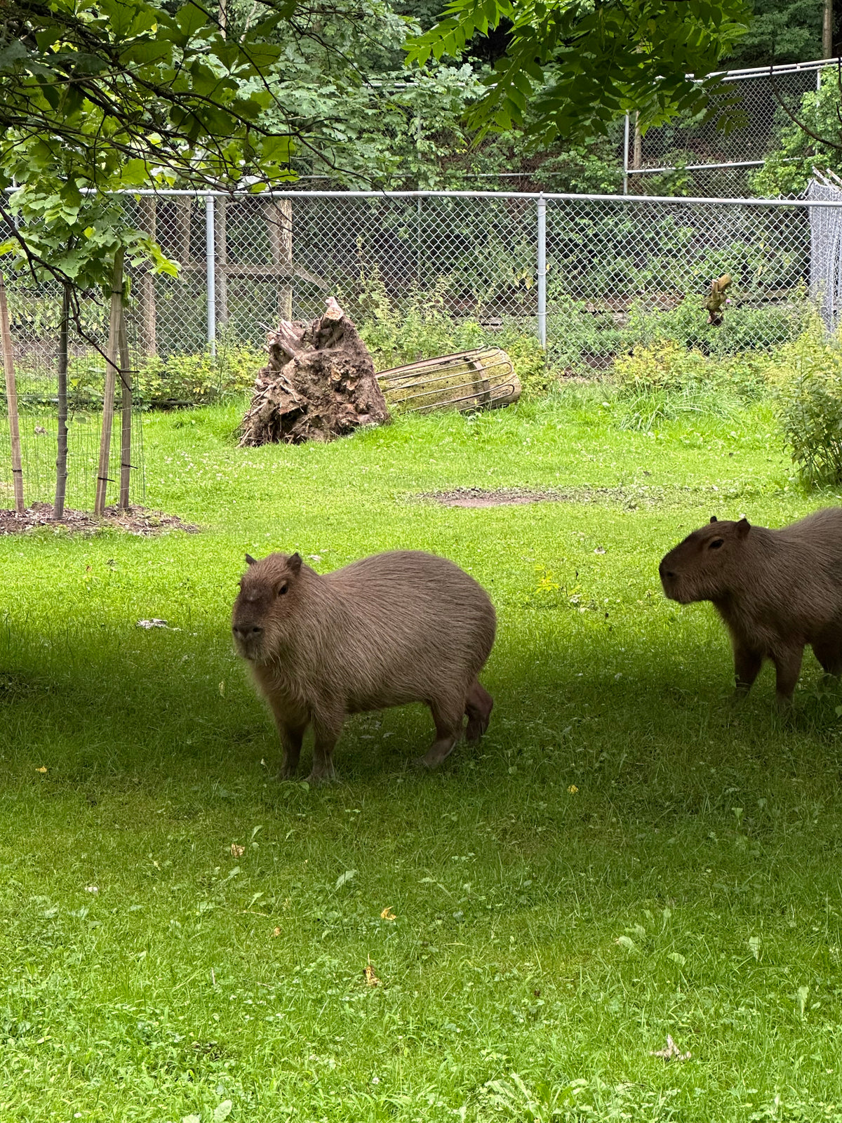 Capybara Couple Poster – Posters Plug